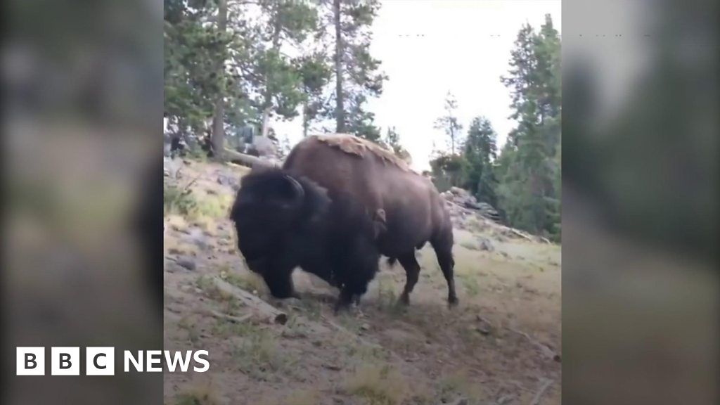 Bison charges at nine-year-old girl at Yellowstone National Park - BBC News