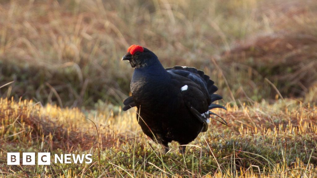 Black grouse spotted at Stanley Moss restored bog - BBC News