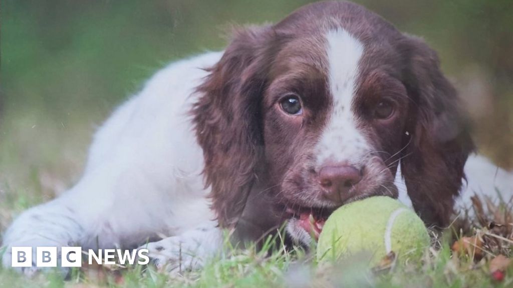 Tributes paid to former Nottinghamshire Police sniffer dog - BBC News