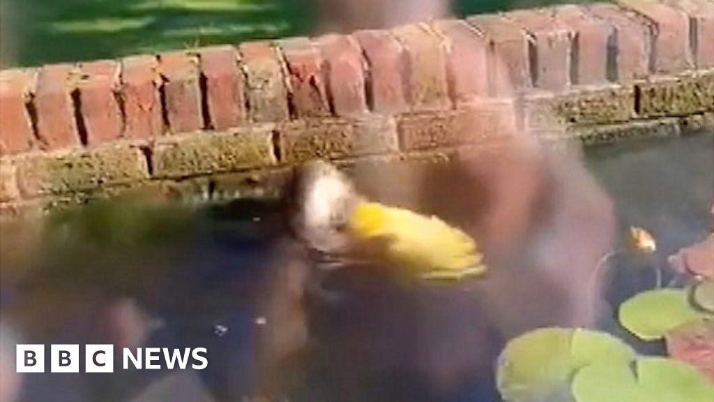 Otter attacks koi carp in New Forest garden pond