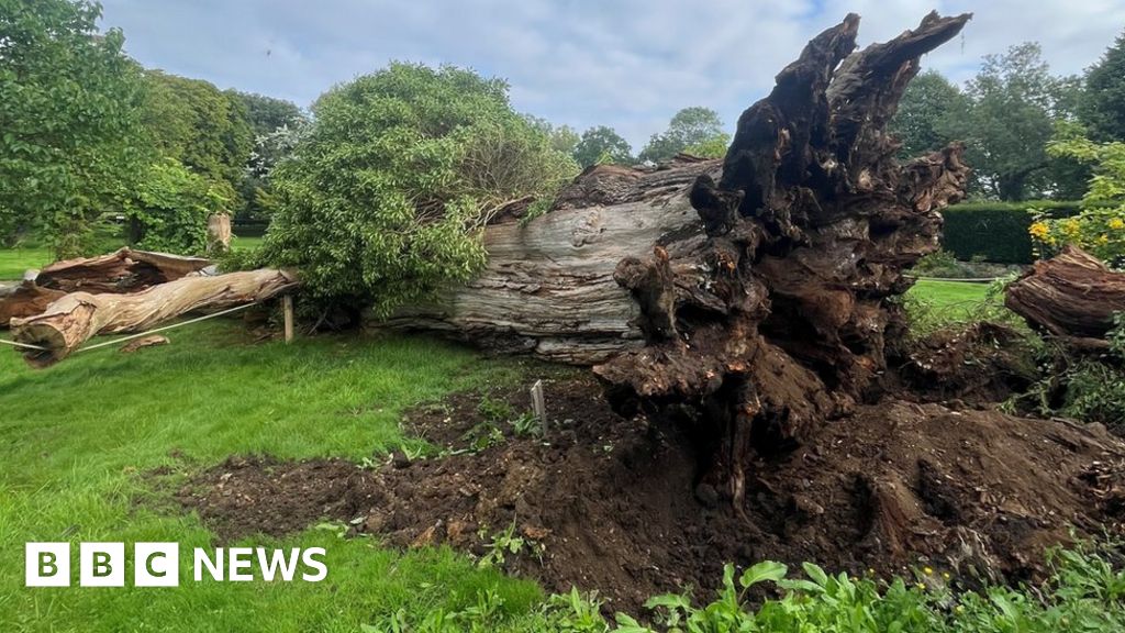 Suffolk's 'oldest tree' blown over after Storm Babet hits county - BBC News