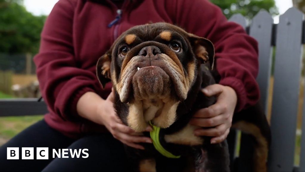 Investigations into illegal dog breeding double in Wales - BBC News