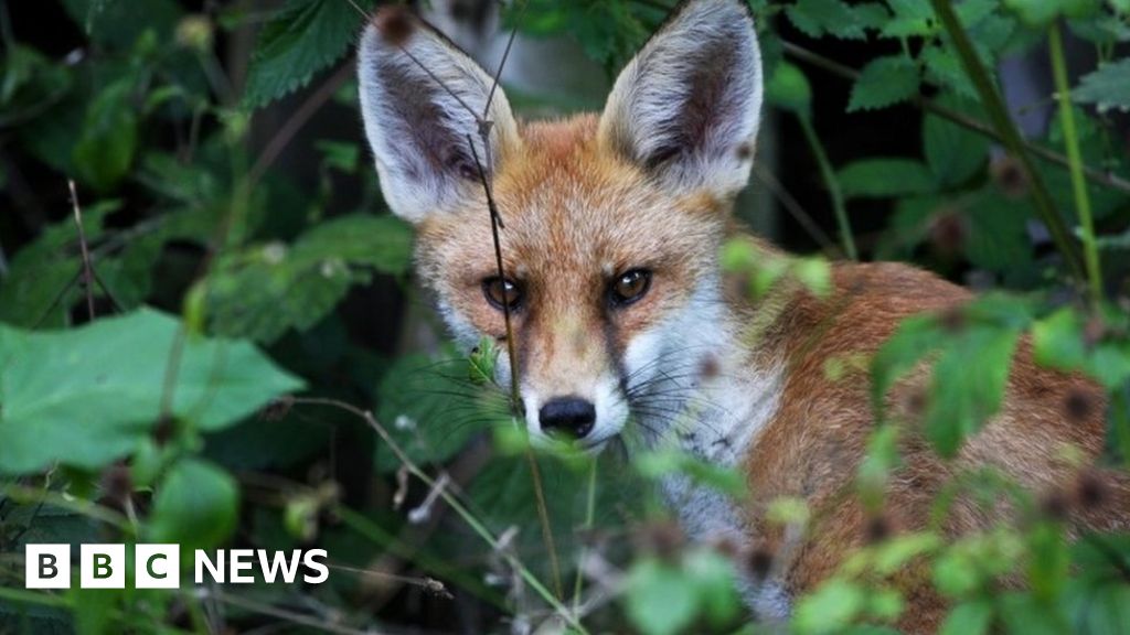Fox with head trapped in Oxford wheelchair lift rescued - BBC News