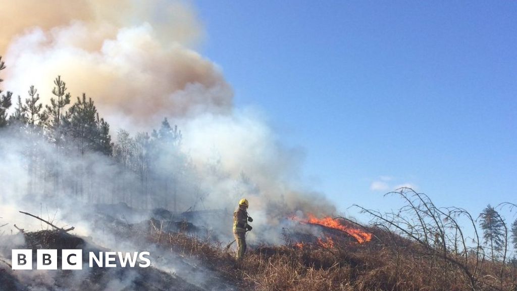 'Malicious' fire damages Verwood heathland - BBC News
