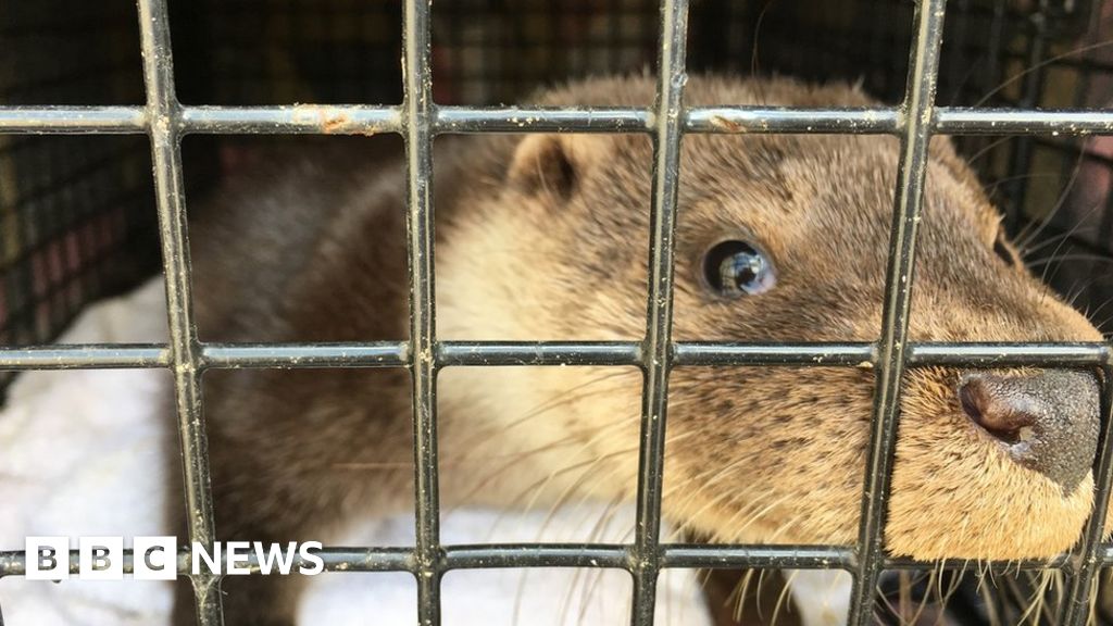 Sick otter found lying in puddle near Llandovery - BBC News