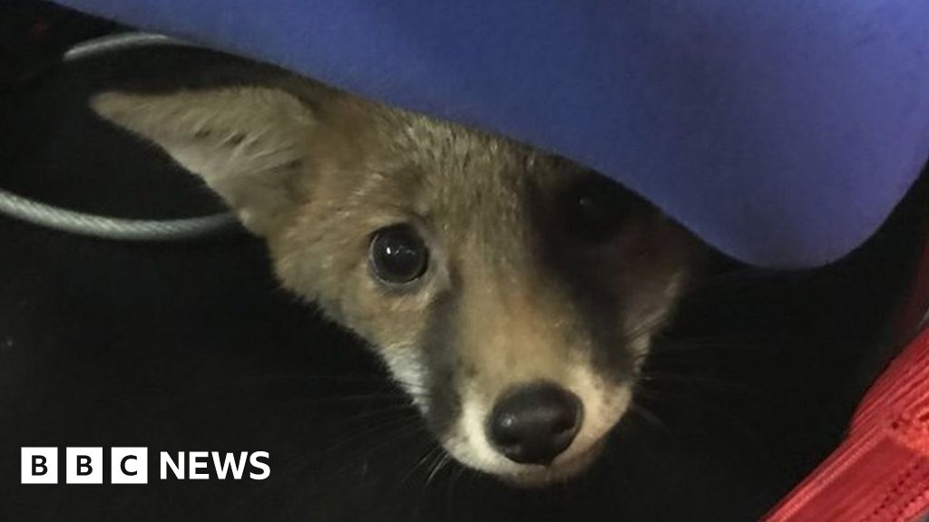Plumpton Green: Fox cub rescued from classic Alfa Romeo - BBC News