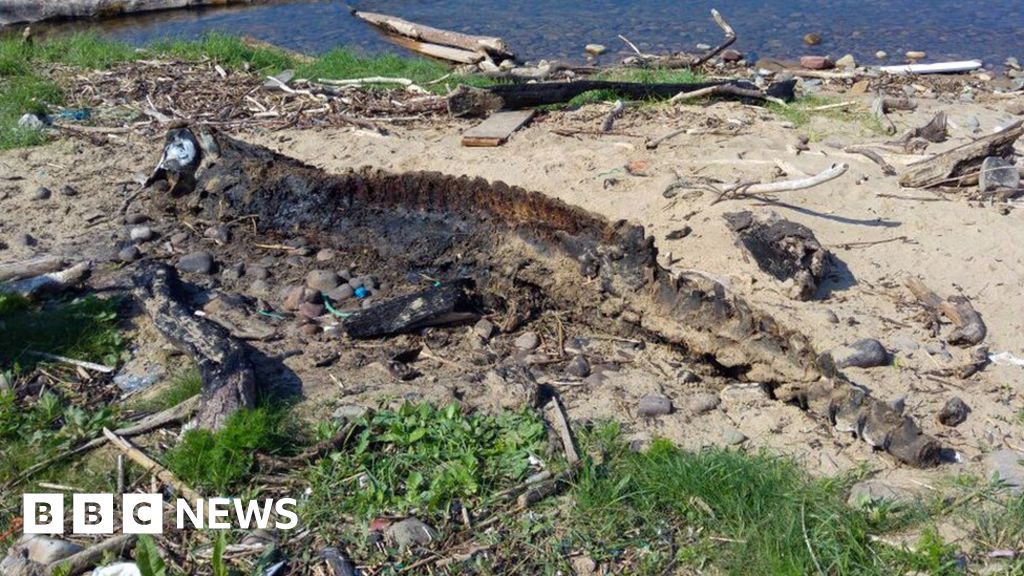 Morfa Beach sea creature remains baffle visitors - BBC News