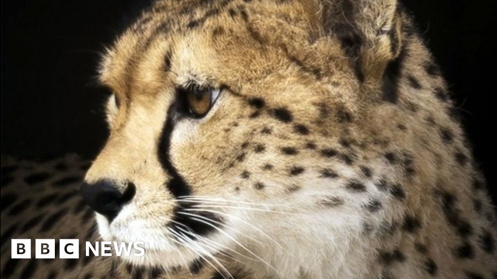 Yorkshire Wildlife Park: Cheetahs arrive at new enclosure