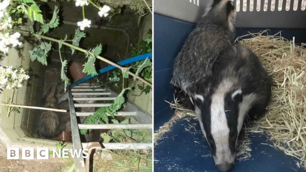 'Exhausted' badger and cub rescued from Mobberley drainage shaft