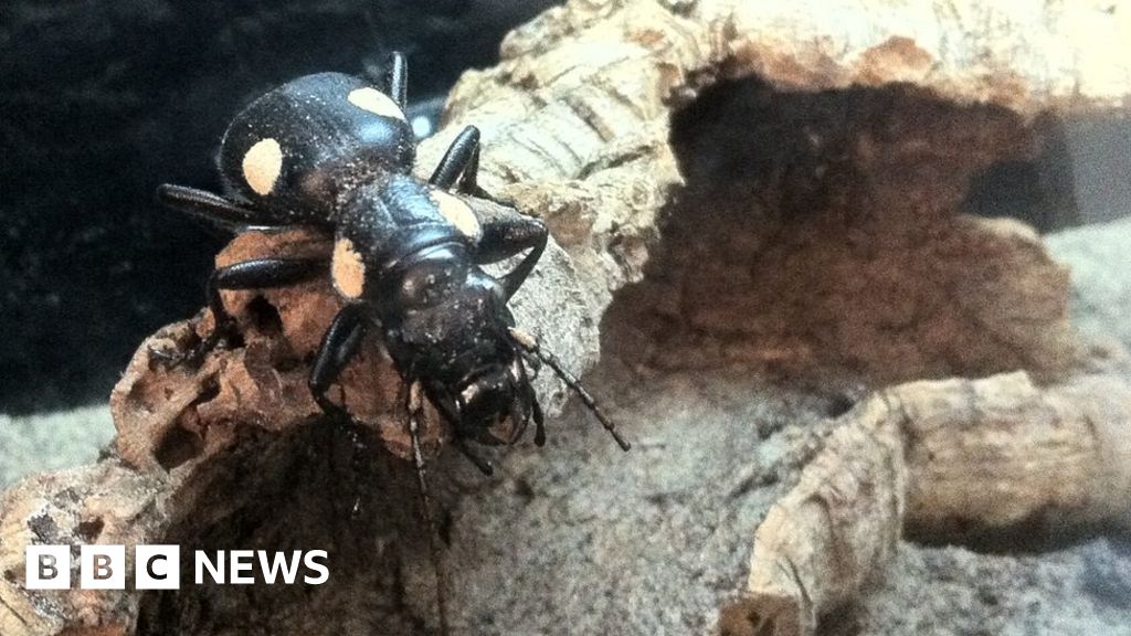 Grub Kitchen bug restaurant opens in St Davids - BBC News