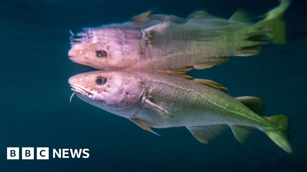 Cod protection move sparks fishermen's anger - BBC News