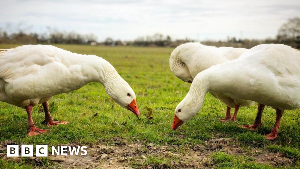 Happy Pants Ranch: Sittingbourne charity's animals still 'too noisy'