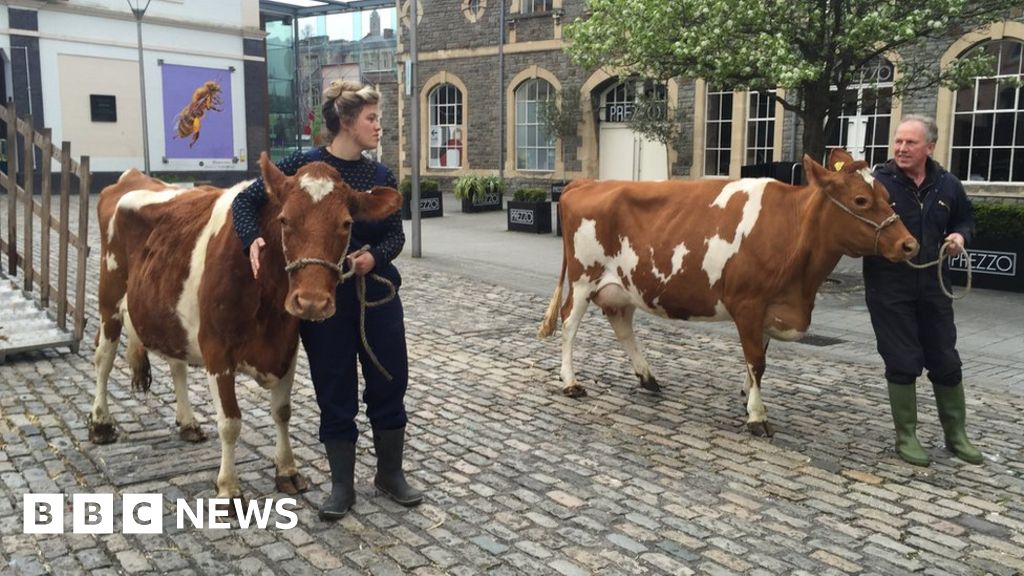 Bristol city centre cow exhibition branded 'absurd' - BBC News