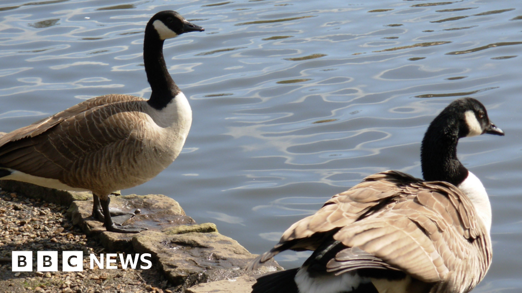 Lydney Mayor receives death threats over possible Canada Geese 'cull ...