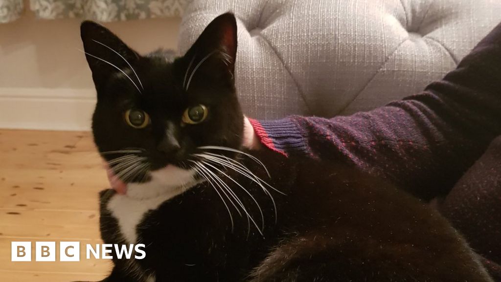 Missing cat Koko turns up in car engine after six days - BBC News