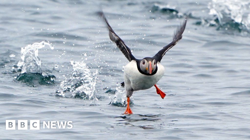 Guidance issued to help reduce stress on Guernsey wildlife