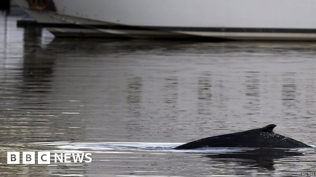 Whale lost in Buenos Aires marina led towards the sea - BBC News