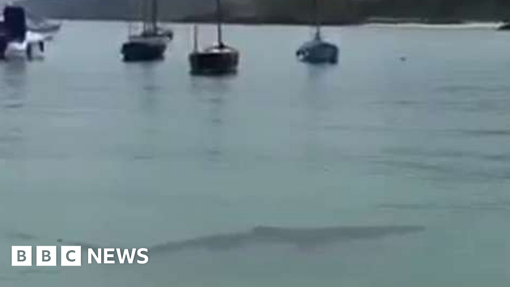 Swimmers warned over 9ft blue shark in St Ives, Cornwall - BBC News