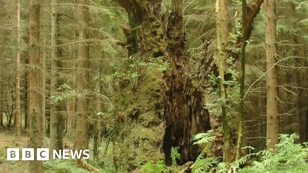Hunt for trees planted in Wales in memory of WW1 fallen - BBC News