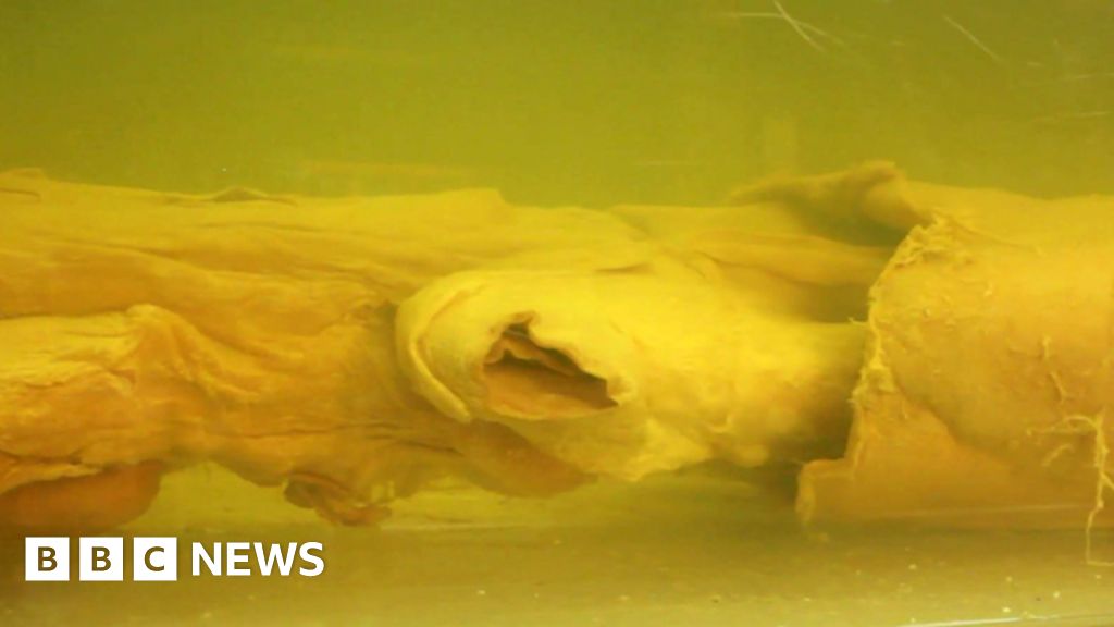 Archie the giant squid - BBC News