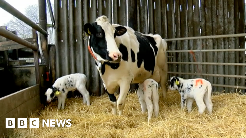 Identical triplet calves born on Kent dairy farm