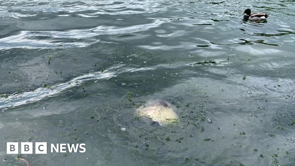 Three-hundred dead fish found at Priory Country Park in Bedford - BBC News