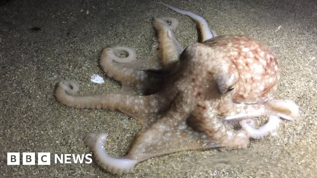 Group of octopuses spotted on Ceredigion beach - BBC News