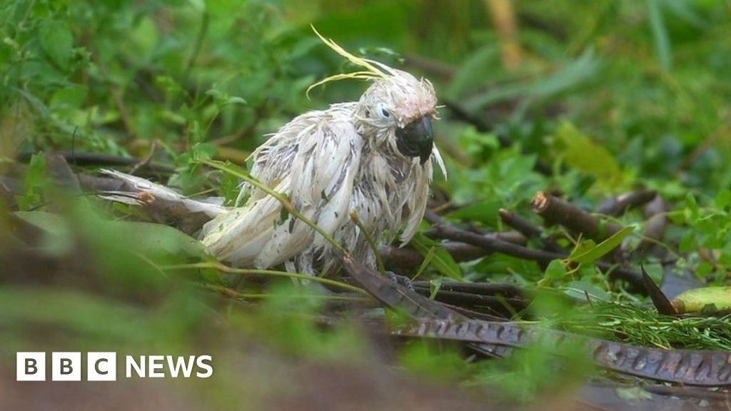 Cyclone Debbie: Five tales of the storm - BBC News
