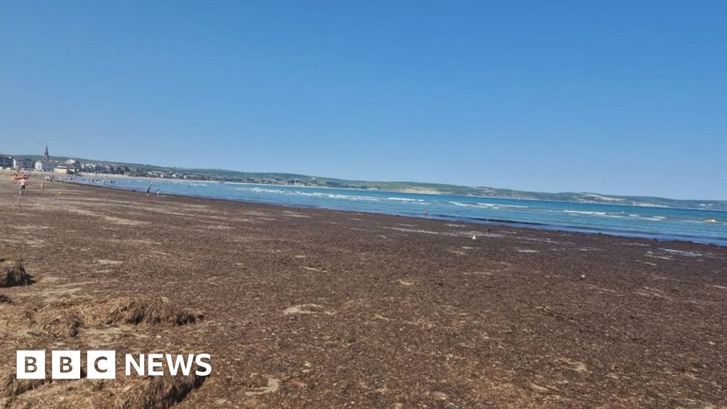 Rotting seaweed will be left on Weymouth Beach, council says - BBC News