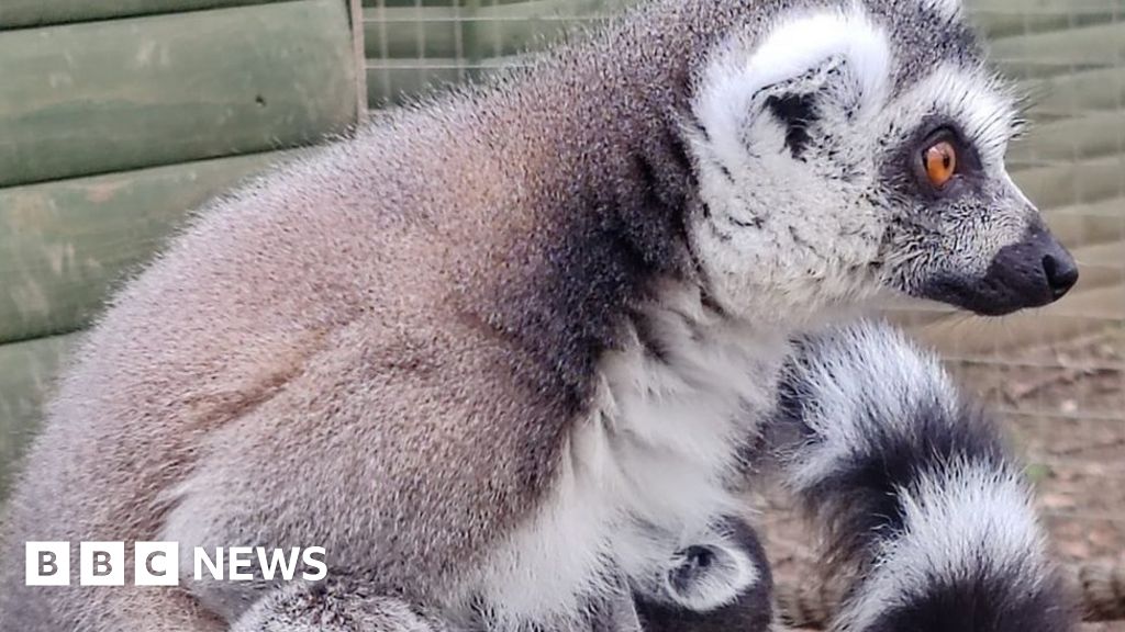 Endangered twin lemur births 'first' for Bridlington Animal Park