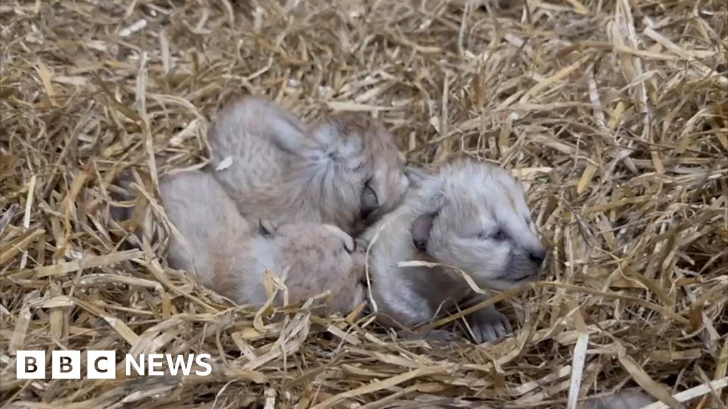 Moment cheetahs born at Yorkshire Wildlife Park