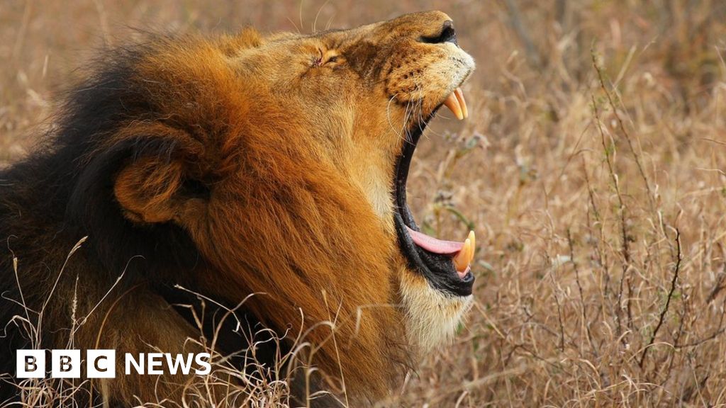 Beyond the safari: How South African tourism is changing - BBC News