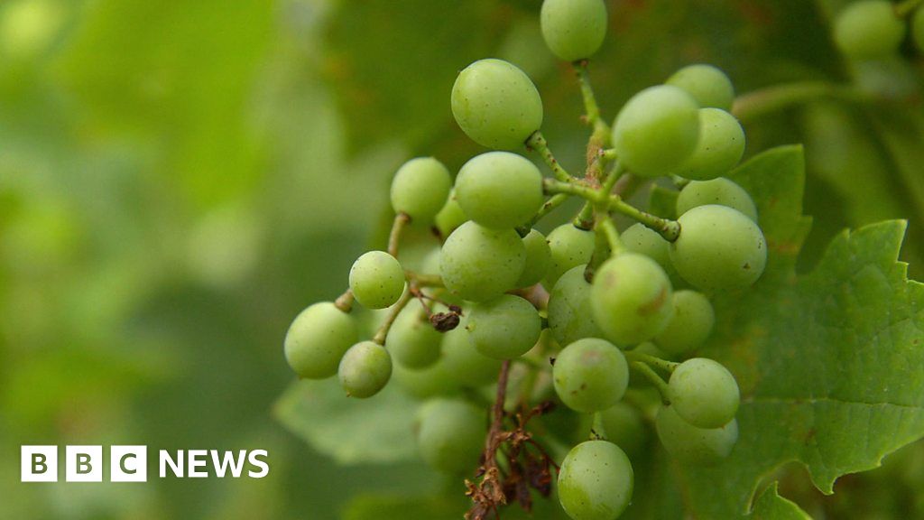 The natural wine making space for wildlife - BBC News