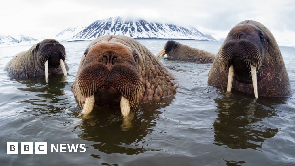 Walrus counting from space: How many tusked beasts do you see? - BBC News