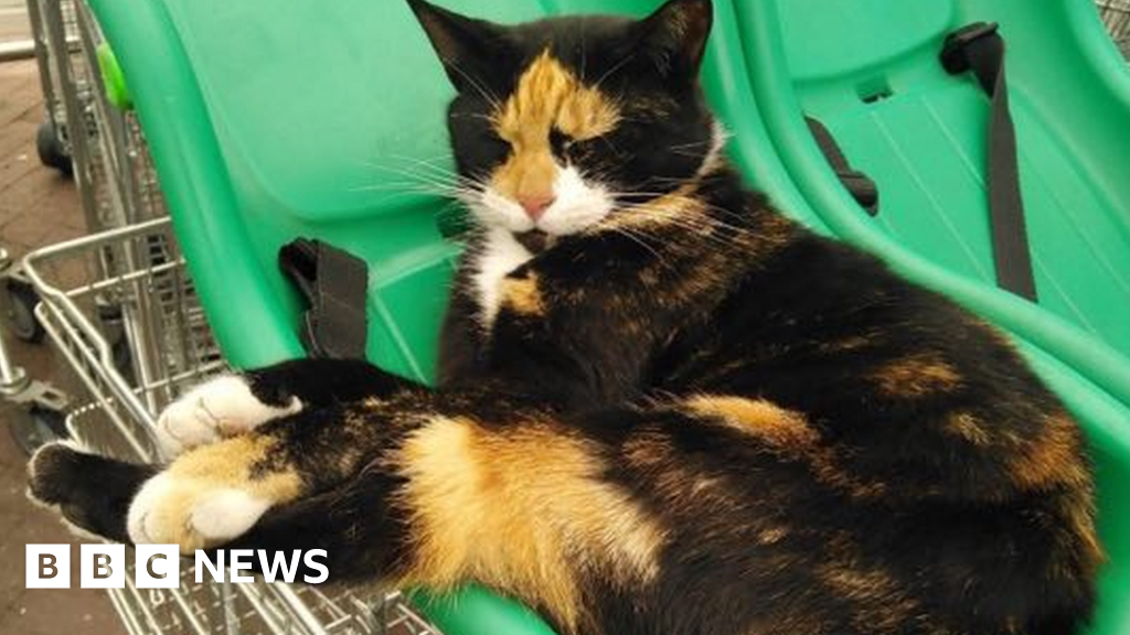 Calls for memorial for well-known Sinfin Asda cat - BBC News