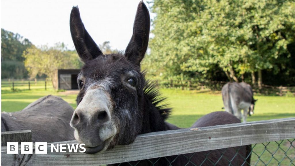 Sutton Coldfield donkey will be missed, say mourning fans