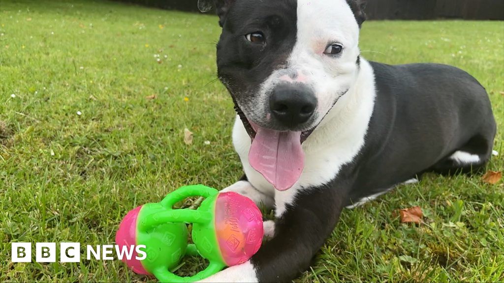 Dog missing from Newtownabbey found in Manchester