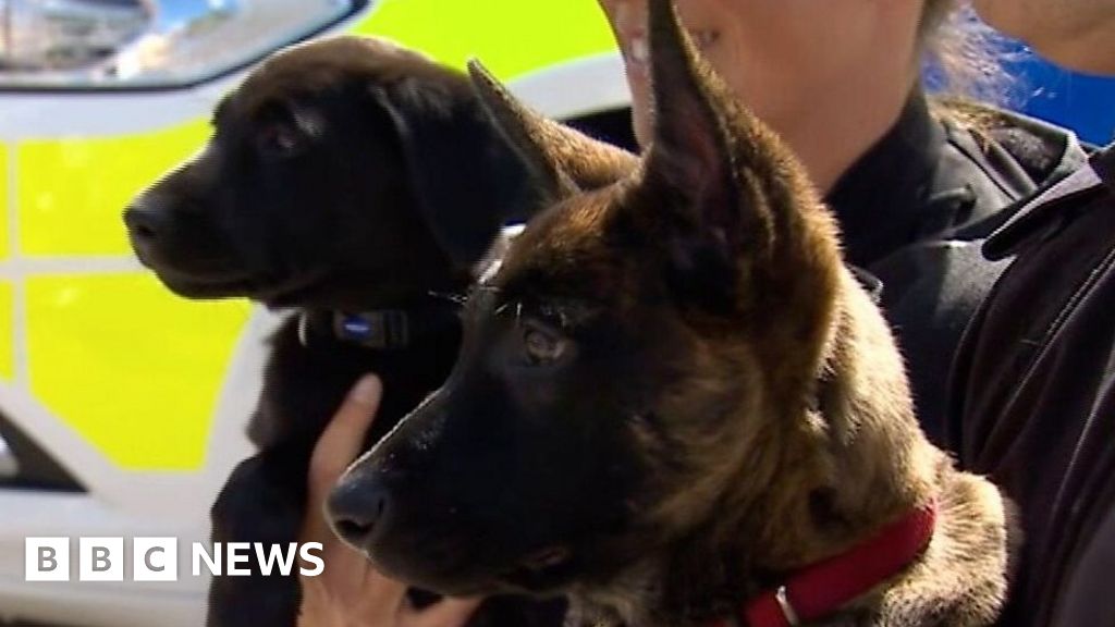 Meet the new police puppy recruits Keo and Logan - BBC News