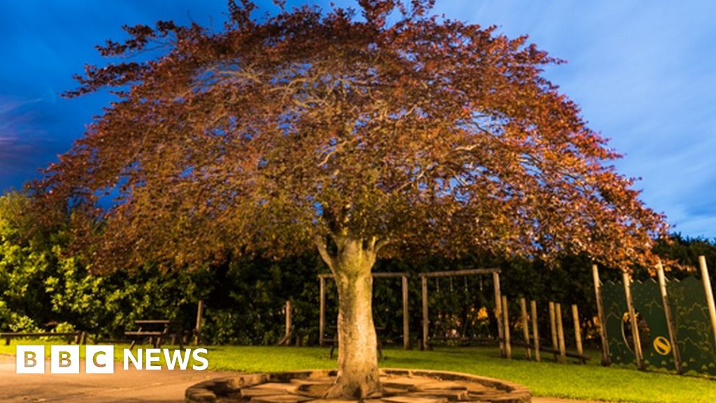 Copper beech named Tree of the Year - BBC News