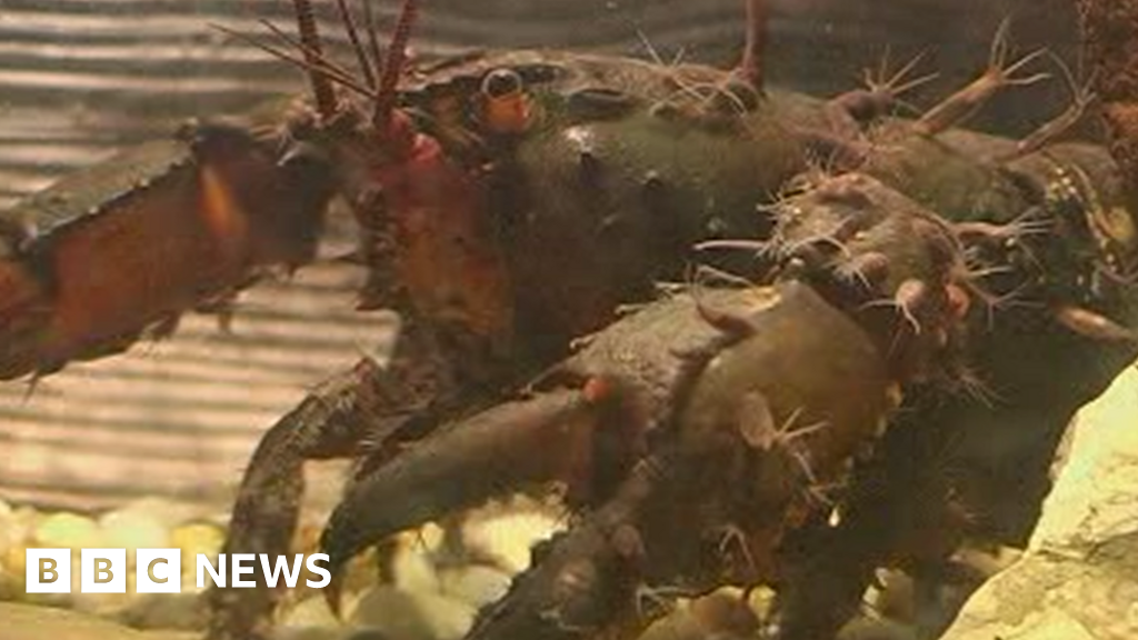 Ancient crayfish and worms may die out together - BBC News