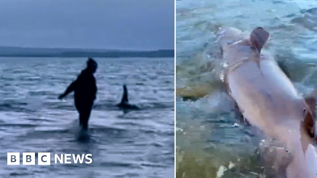 Removal of dead shark's head 'barbaric', says rescuer - BBC News