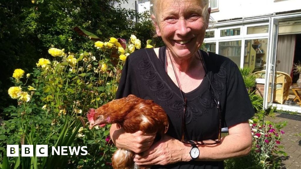 'Chicken Run' stowaway hen lays after 90-mile egg lorry adventure - BBC ...