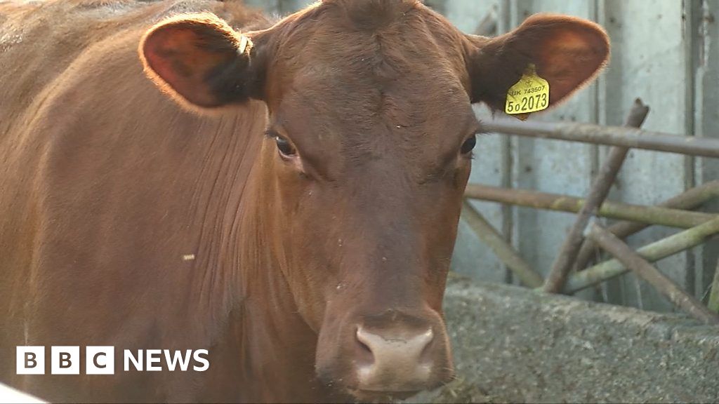 Farmer refuses to let cow be taken for destruction in TB row - BBC News
