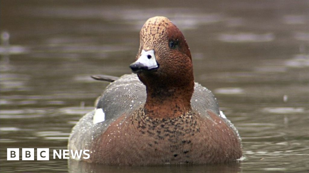 Bird flu: Second confirmed case in Republic of Ireland - BBC News
