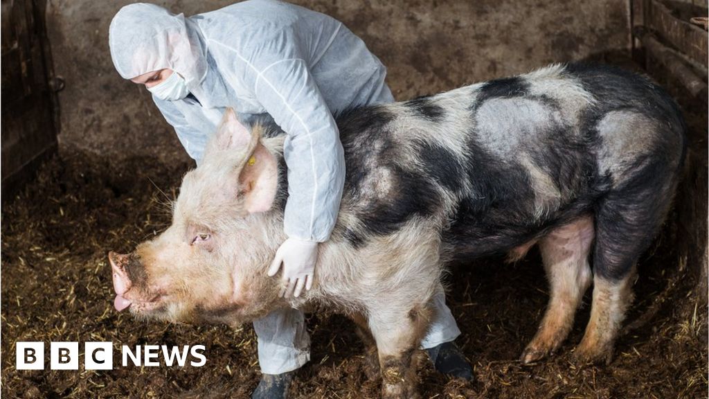 Brexit: UK-Ireland deal struck on vets