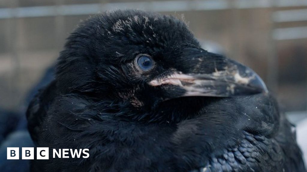 Tower of London: Public to vote on baby raven's name