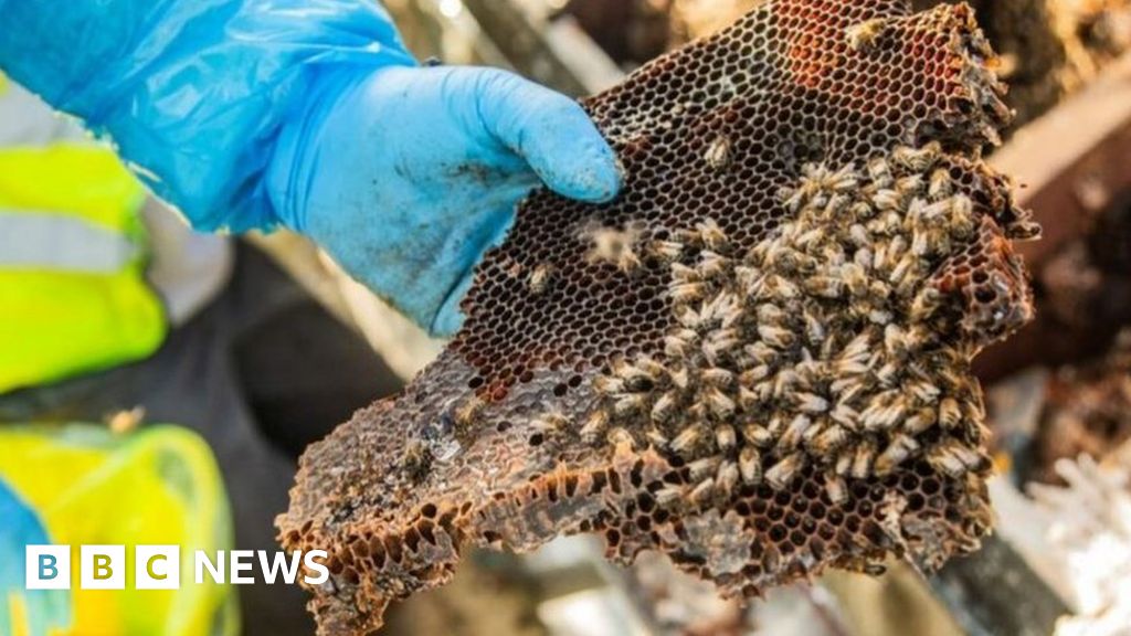 Rare bees rehomed for Gwynedd manor house restoration - BBC News