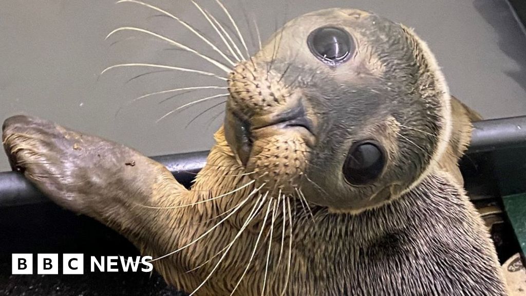Nantwich rescue centre prepares for seal rescues - BBC News