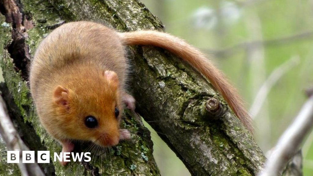 Rare hazel dormice to be reintroduced into National Forest - BBC News