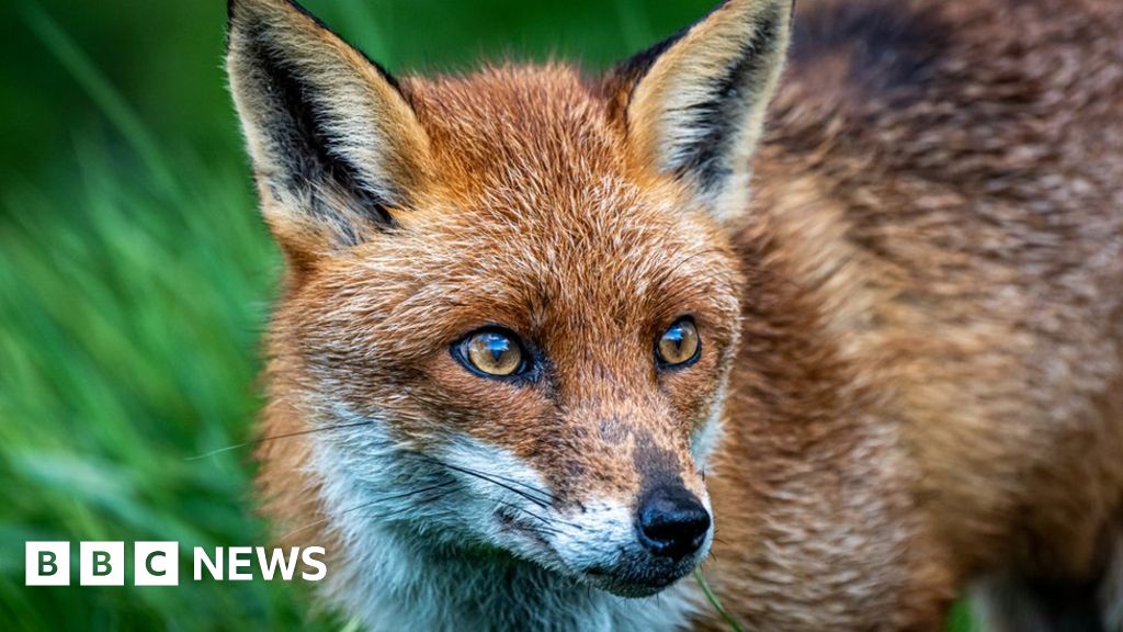 Man charged over alleged fox hunt in Borders